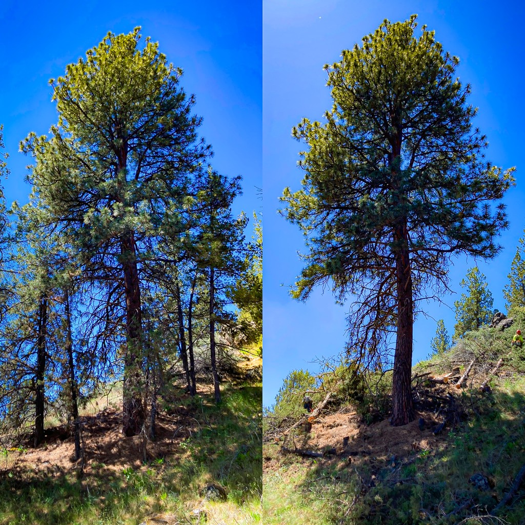 Restoring Balance: Juniper Removal Project at Rimrock Ranch - Deschutes ...